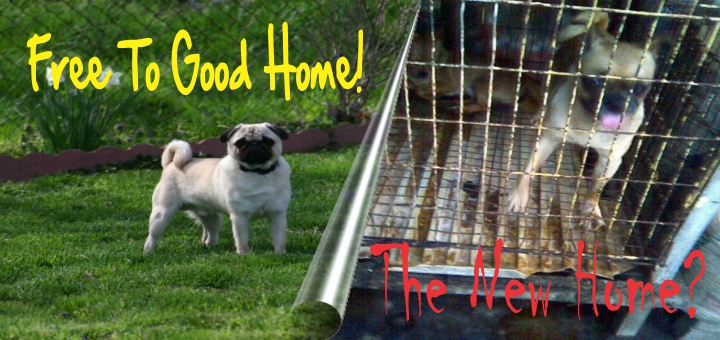 The REAL Dangers Of Re-Homing Your Pet “For Free”! – Pressplay Pets