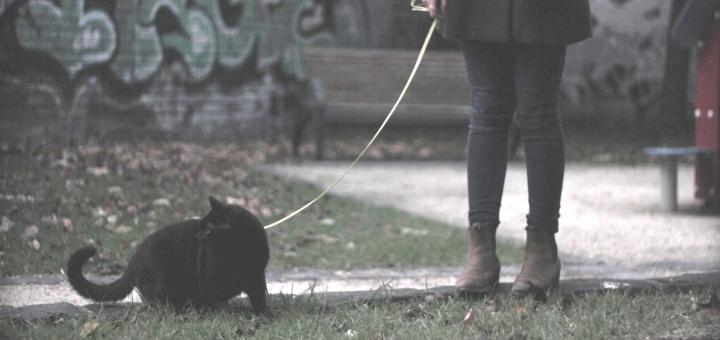 How To Walk Your Cat On A Lead! – Pressplay Pets