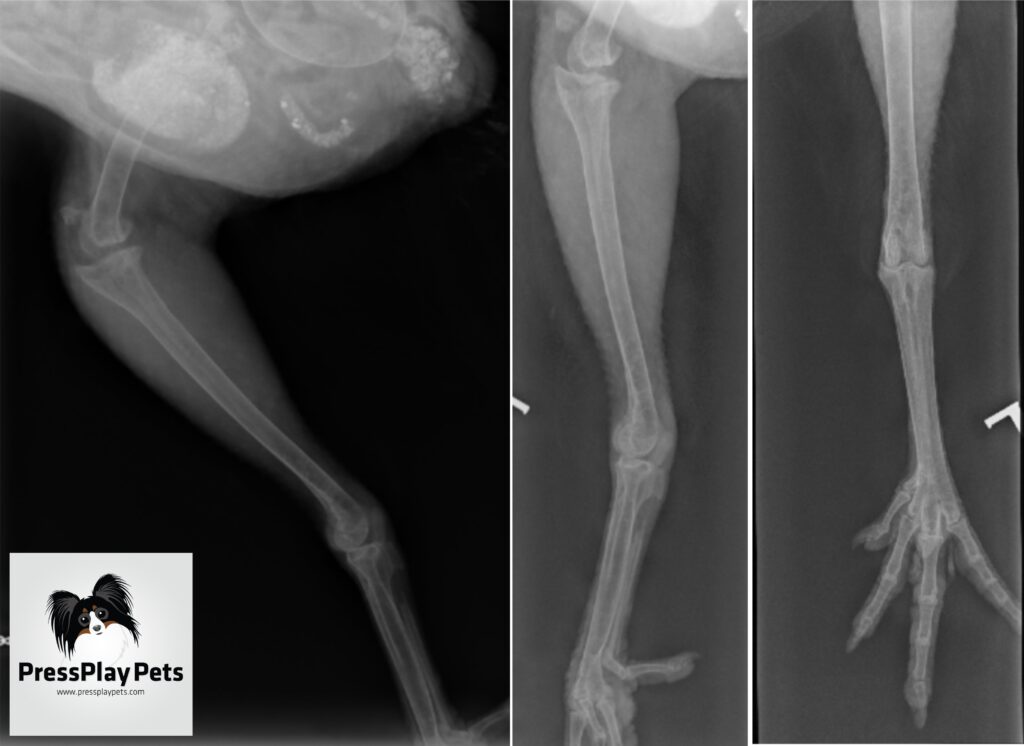 My Chicken Fractured Her Leg! – Pressplay Pets